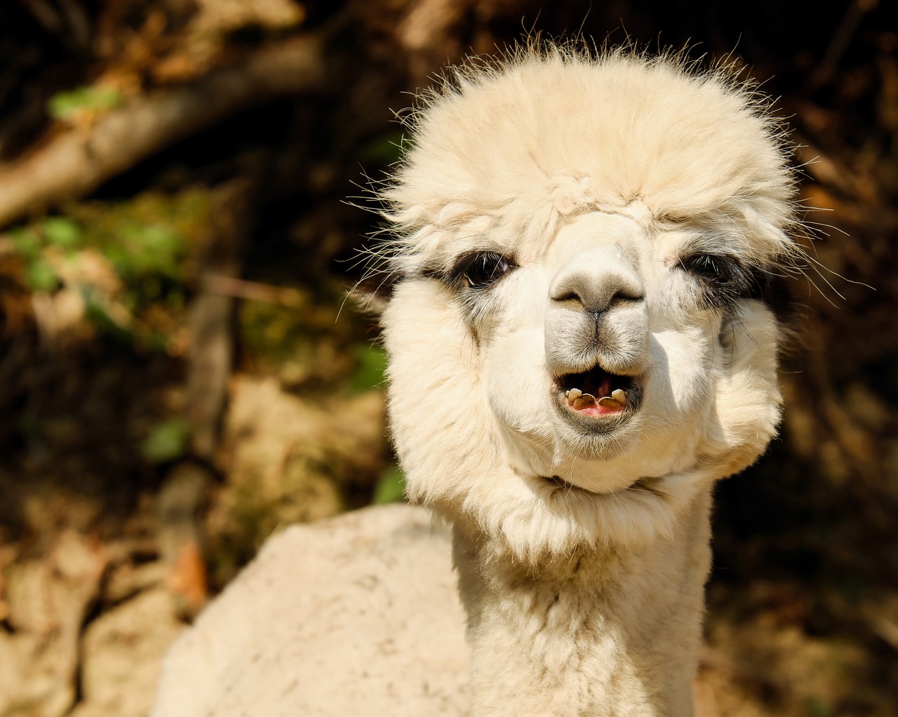 South American Camelids, Alpaca, Vicuña, Llamas | Peru Full Adventure